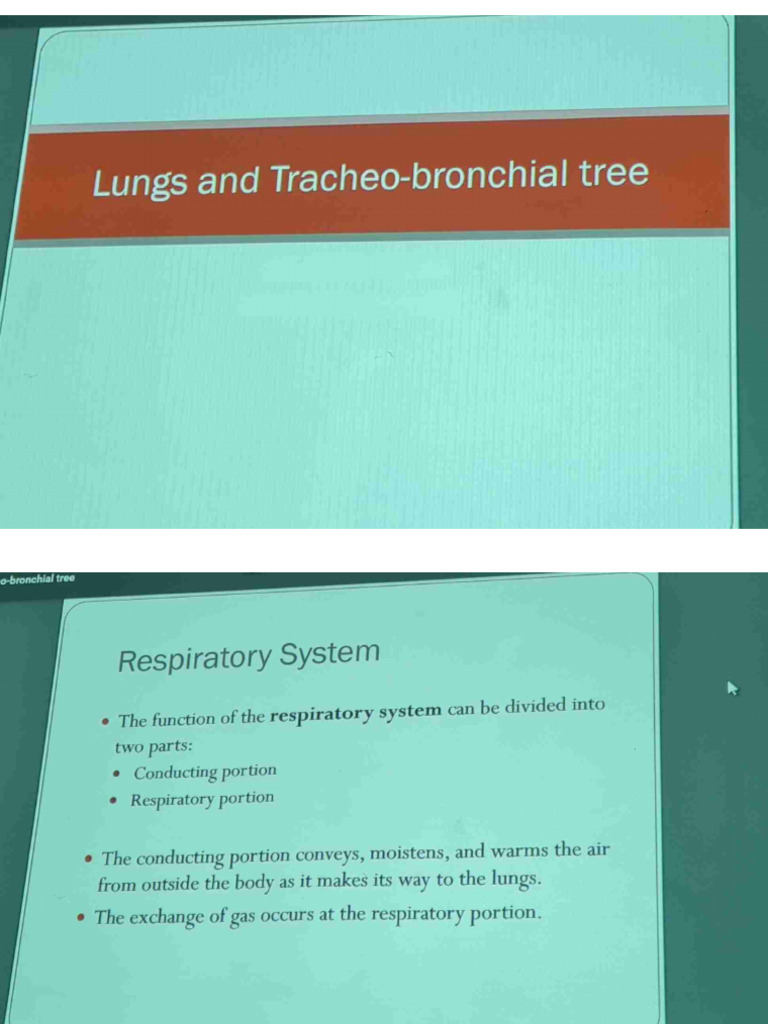 Tracheo Bronchial Tree | PDF