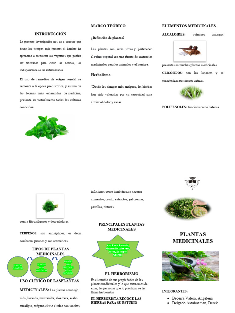 Triptico Plantas Medicinales | Descargar gratis PDF | Plantas medicinales | Botánica