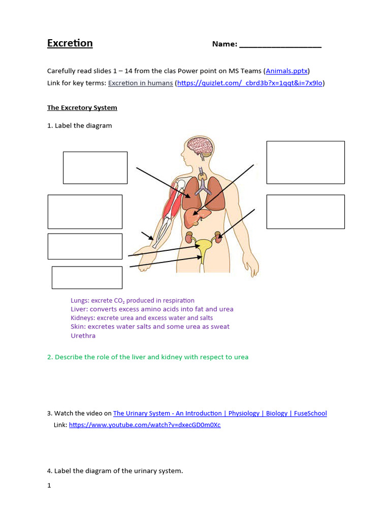 Excretion Worksheet | PDF | Kidney | Urinary System