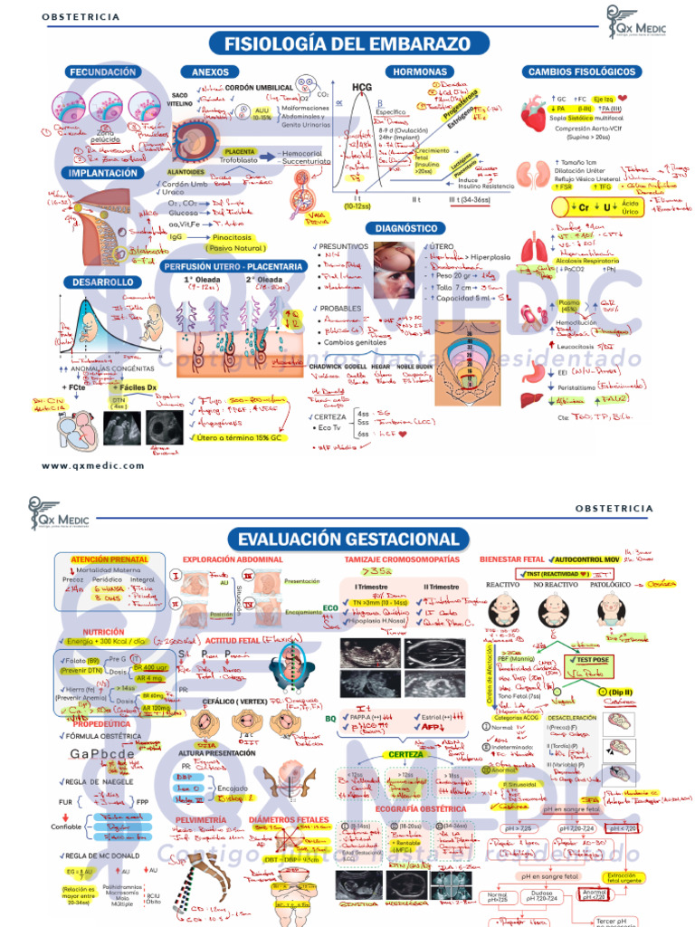Mapa Mental Obstetricia | PDF