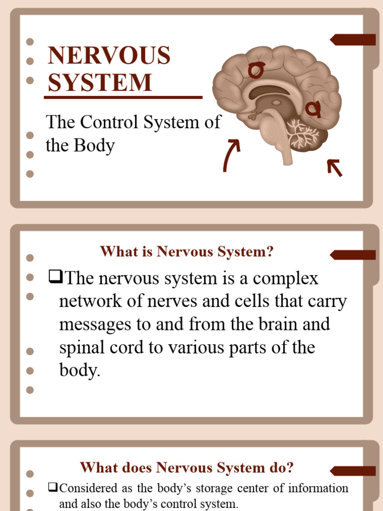 Nervous System and Coordination of Nervous and Endocrine System To ...