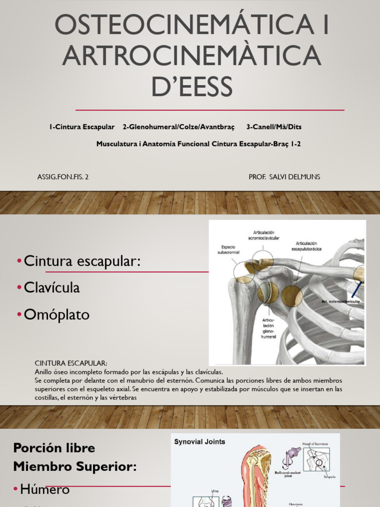 5-Osteocinemática I Artrocinemàtica d'EESS | PDF | Sistema musculoesquelético | Anatomía