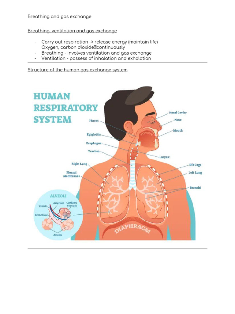 Breathing, Ventilation and Gas Exchange | PDF | Breathing | Lung