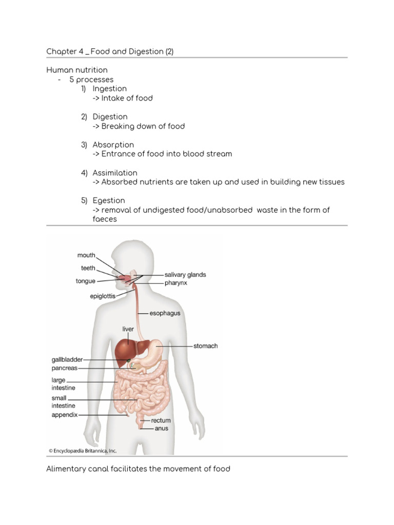 Chapter 4 - Food and Digestion | PDF | Digestion | Stomach