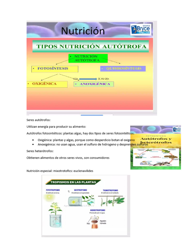 Seres Autótrofos: Tipos y Características | PDF | Hogar, jardinería y ...