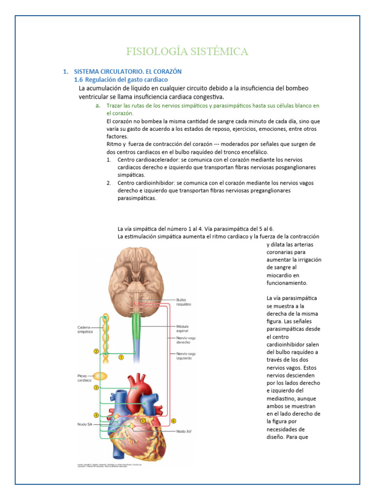 Fisio Sist. SISTEMA CIRCULATORIO. EL CORAZON 2 | PDF | Corazón | Nervio vago