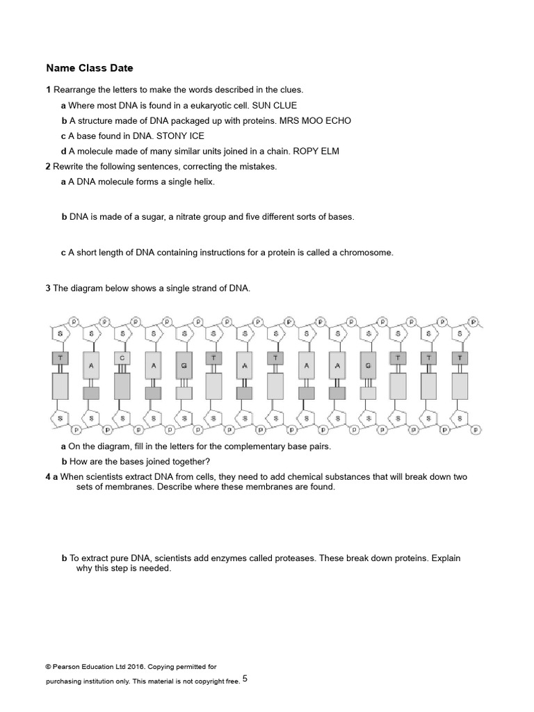 SB3c.4 DNA Structure Homework 1 | PDF