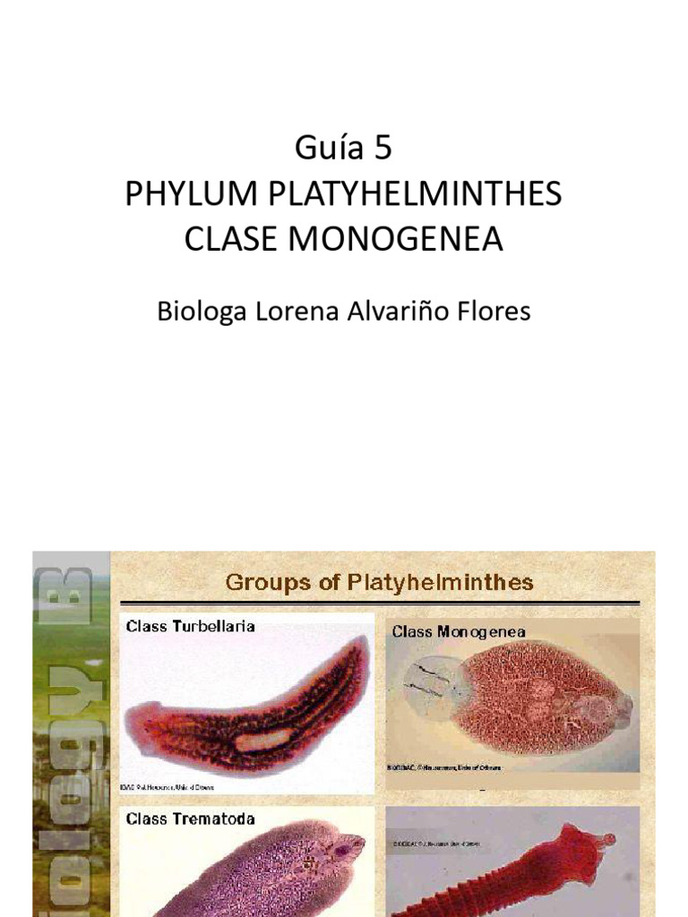 S5 Guía 5 Monogenea | PDF