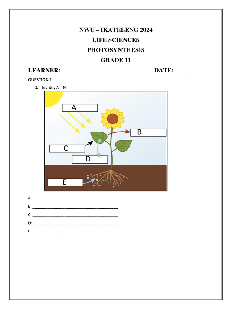 Life Sciences GR 11 (Photosynthesis) | PDF | Greenhouse Effect ...
