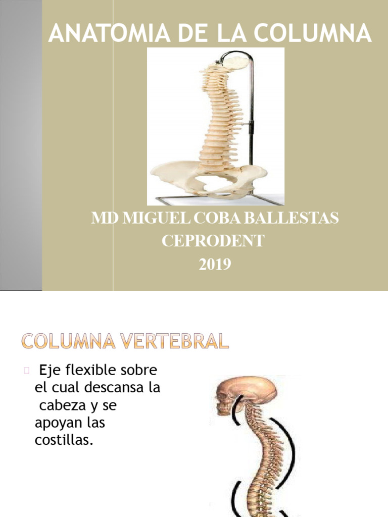 Anatomía de la Columna Vertebral | PDF | Vértebra | La columna vertebral