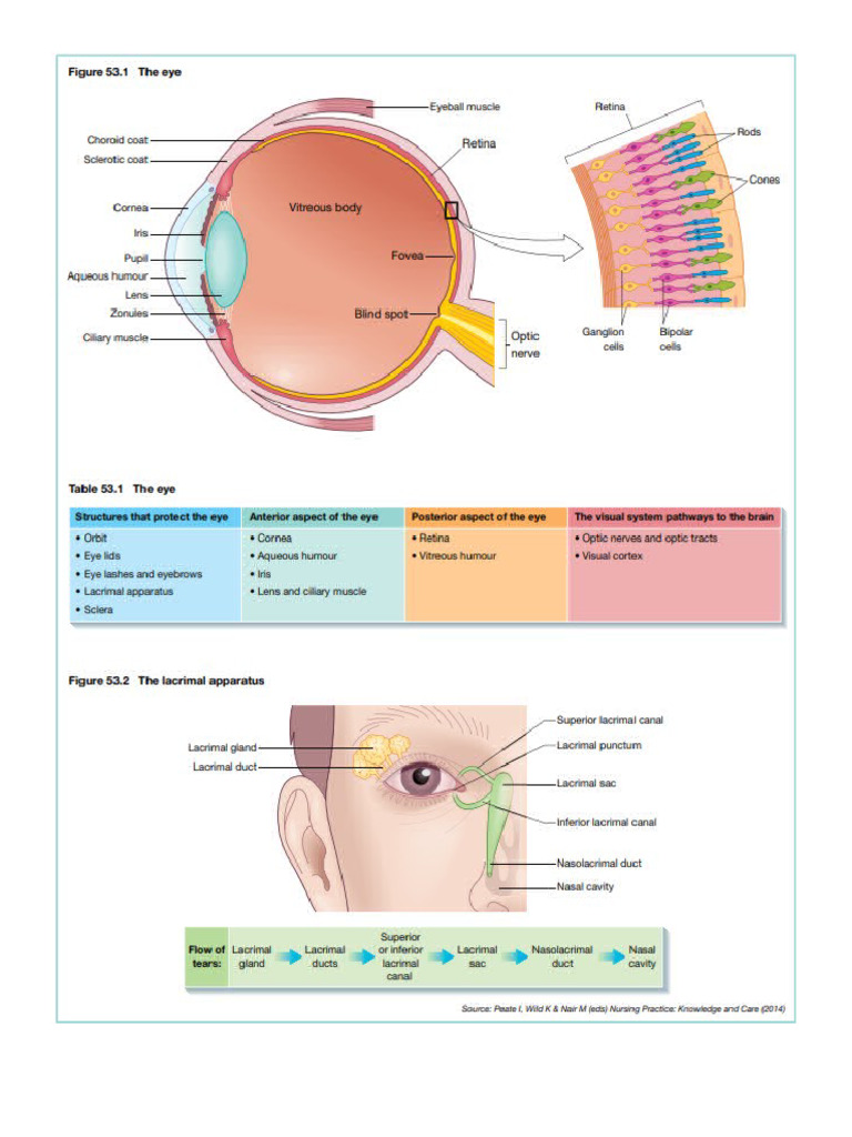 Anatomy and Physiology (Senses) | PDF