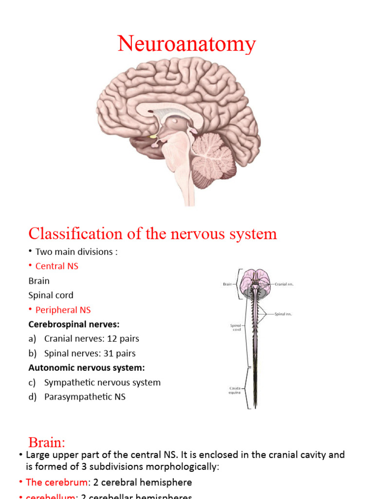 Neuroanatomy 1 | PDF | Cerebral Hemisphere | Cerebrum