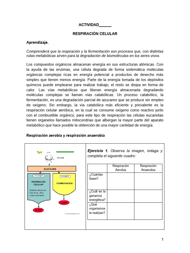 Respiración Celular y Fermentación | PDF | Glucólisis | Respiración celular