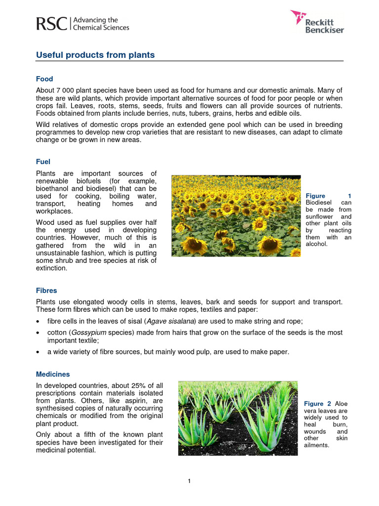 Useful Products From Plants | Download Free PDF | Plants | Foods