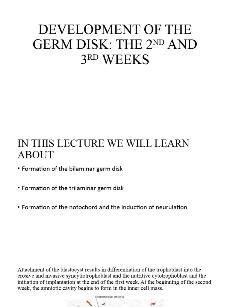 Development of The Germ Disk | PDF