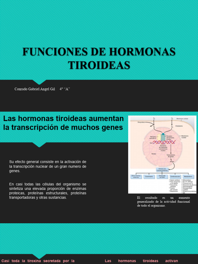 Funciones de Hormonas Tiroideas | PDF