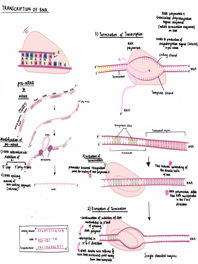 TRANSCRIPTION OF RNA | PDF | Rna | Messenger Rna