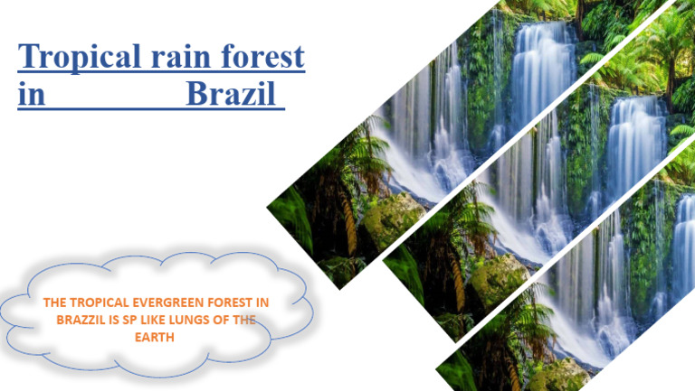 Tropical Rain Forest | PDF