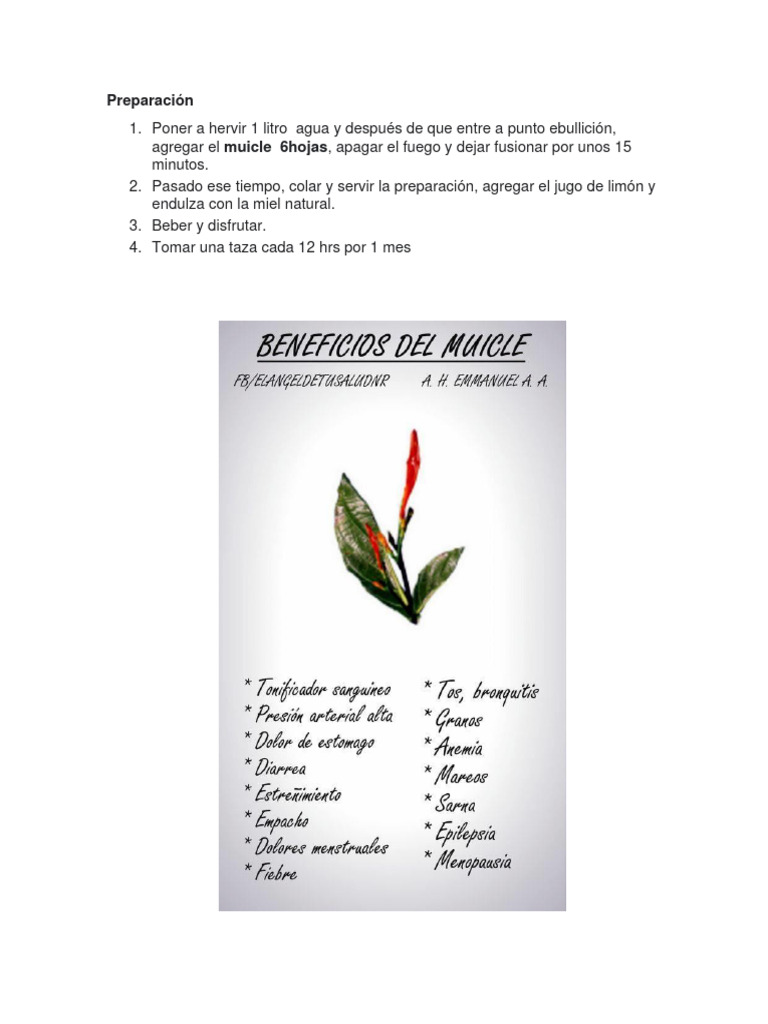 Infusión de Muicle: Beneficios y Preparación | PDF | Cocina, comidas y vino