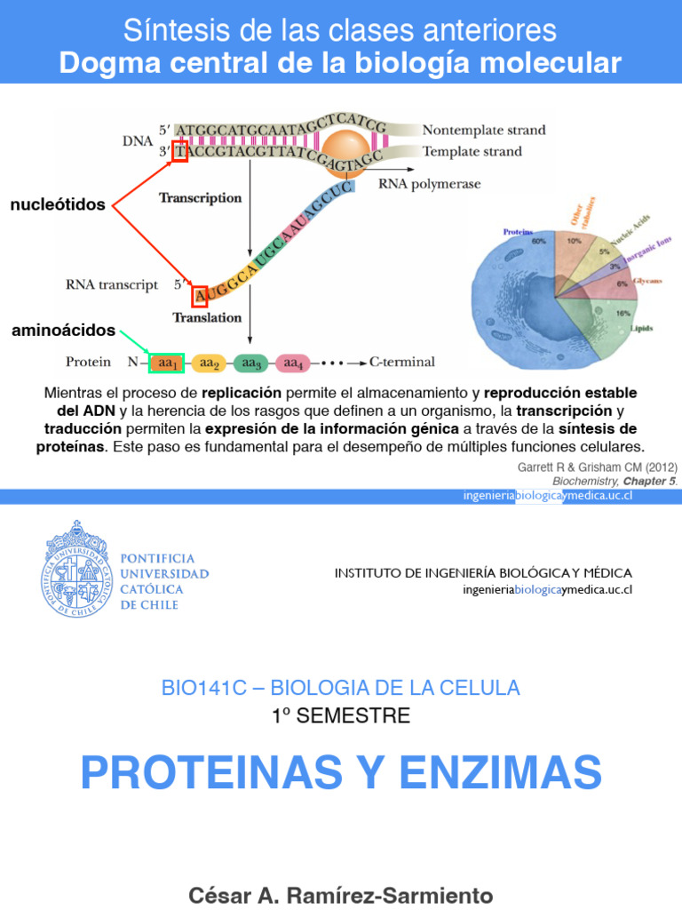 Clase07-08_Prot_Enz | PDF | Enzima | Proteínas