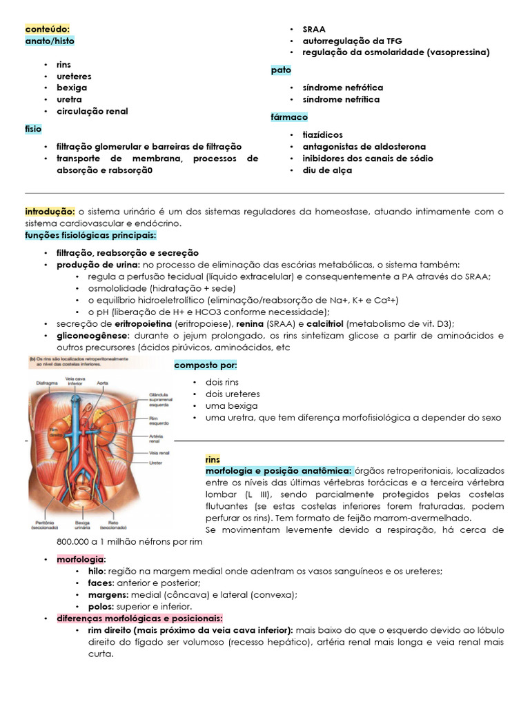 Resumo Sistema Urinário | PDF | Rim | Endotélio