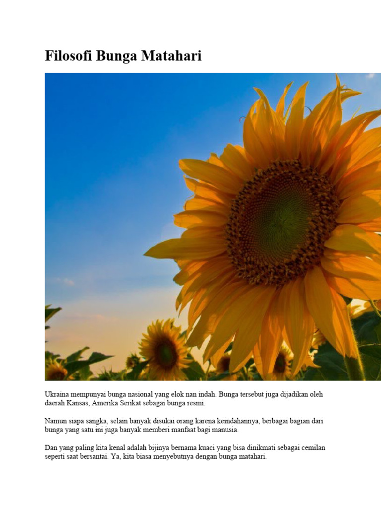 Filosofi Bunga Matahari | PDF | Griya & Taman