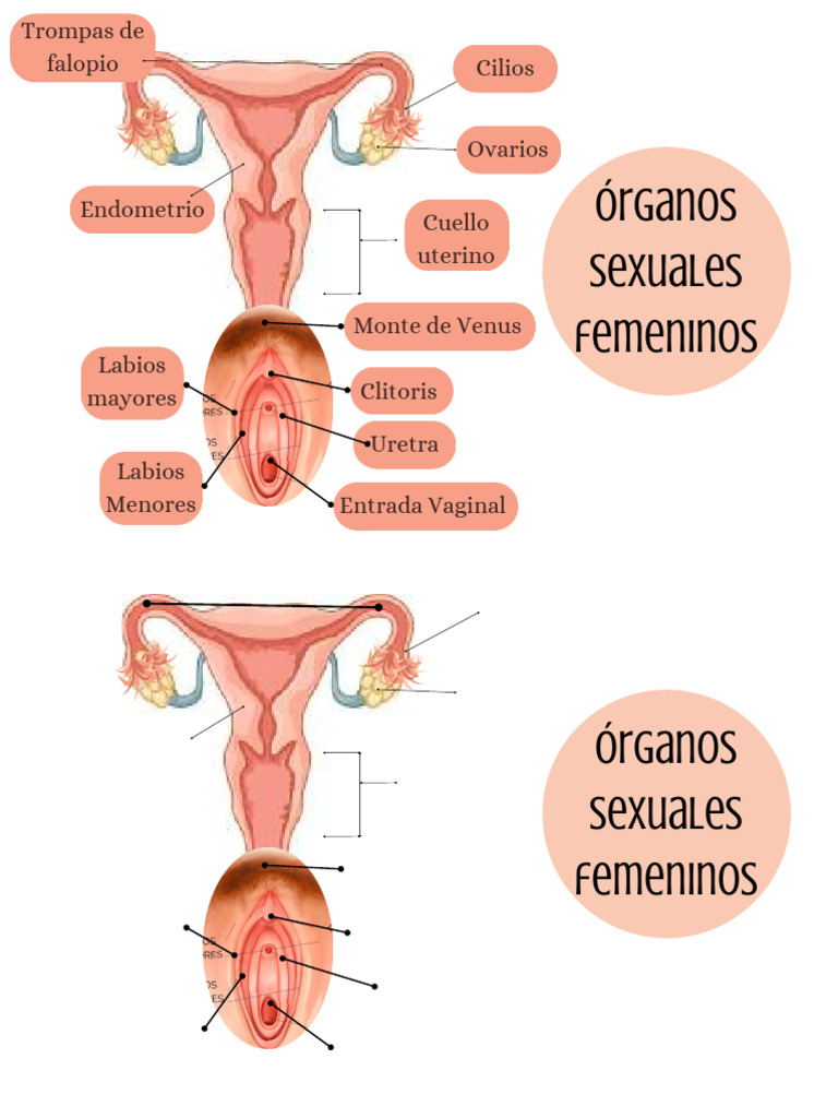 Organos Sexuales Infografías | PDF | Labios | Clítoris