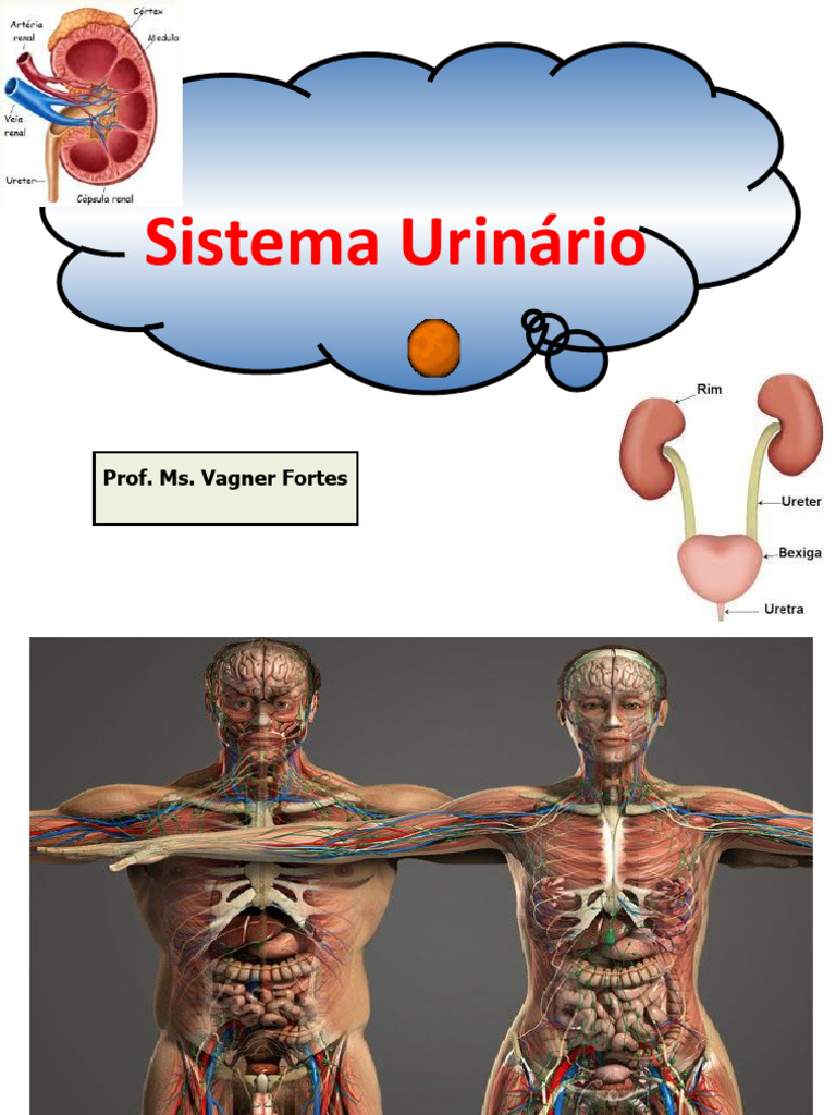 Sistema Urinário | PDF | Rim | Sistema urinário