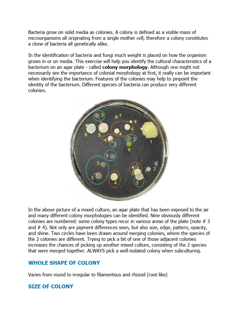 bacterial colony growth | PDF | Bacteria | Microbiology