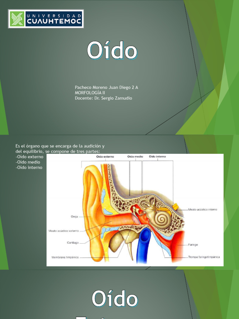 Anatomía del Oído: Estructura y Función | PDF | Oído | Sistema Auditorio