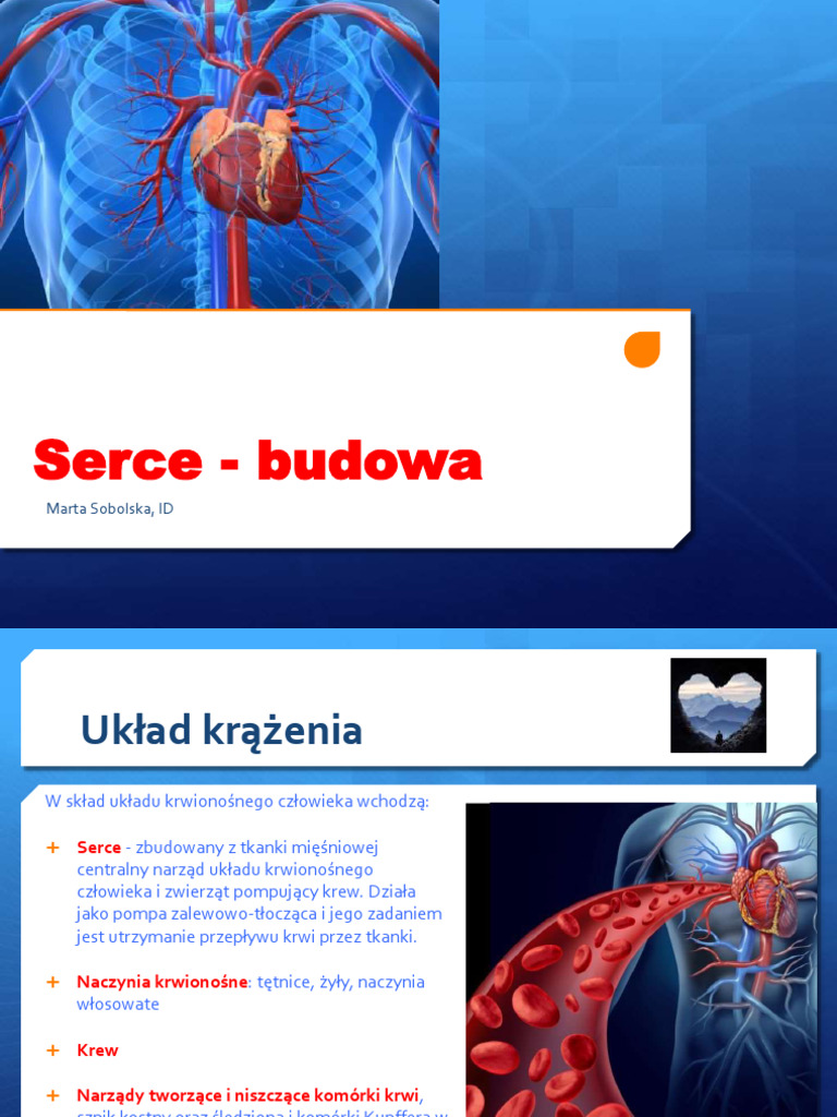 serce-budowa | PDF
