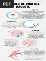 Etapas del Ciclo de Vida del Ajolote | PDF