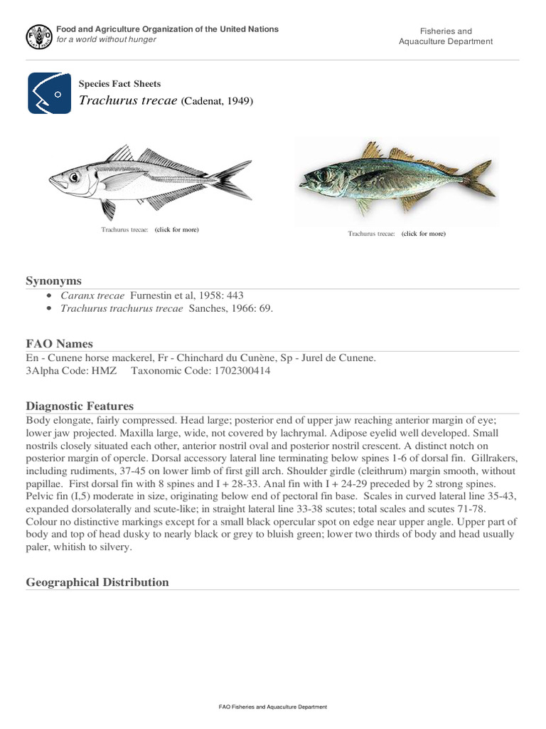 Cunene Horse Mackerel Overview | PDF | Fish