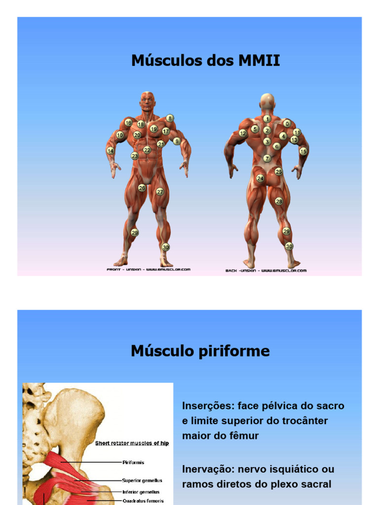 2024 04 11 - Aula 06 - Músculos Dos Membros Inferiores - Parte 02 | PDF ...