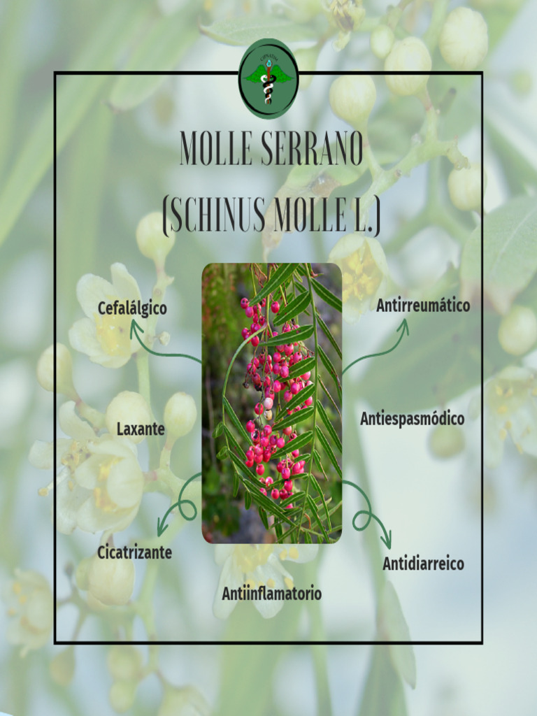 Schinus Molle | PDF | Arboles | Botánica