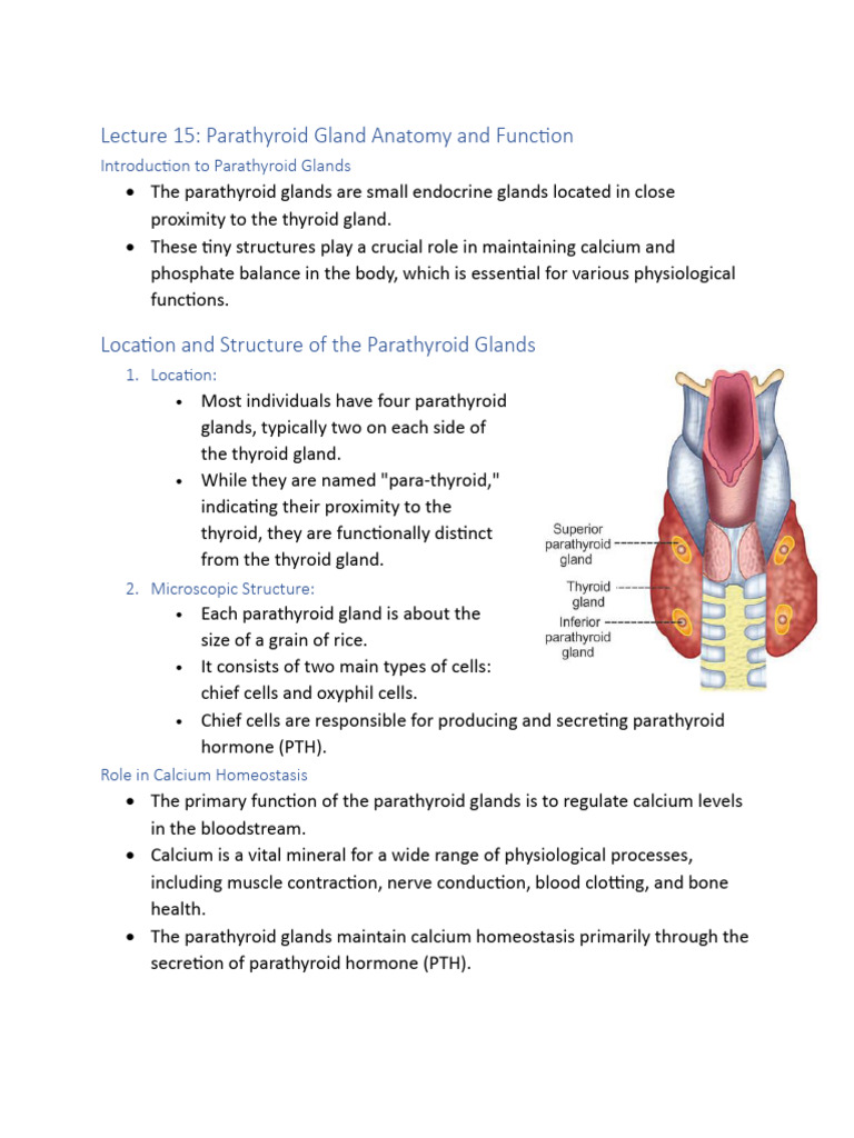 Parathyroid Gland Essentials | PDF | Parathyroid Gland | Glands