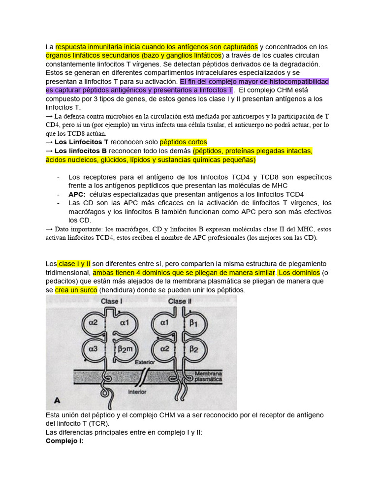 Complejo CMH | PDF | Célula T | Linfocitos