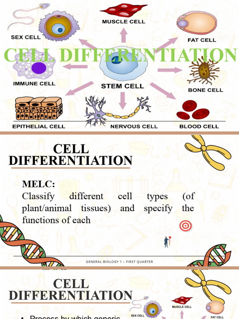 Cell Differentiation-Week 2 | PDF | Cell (Biology) | Blood