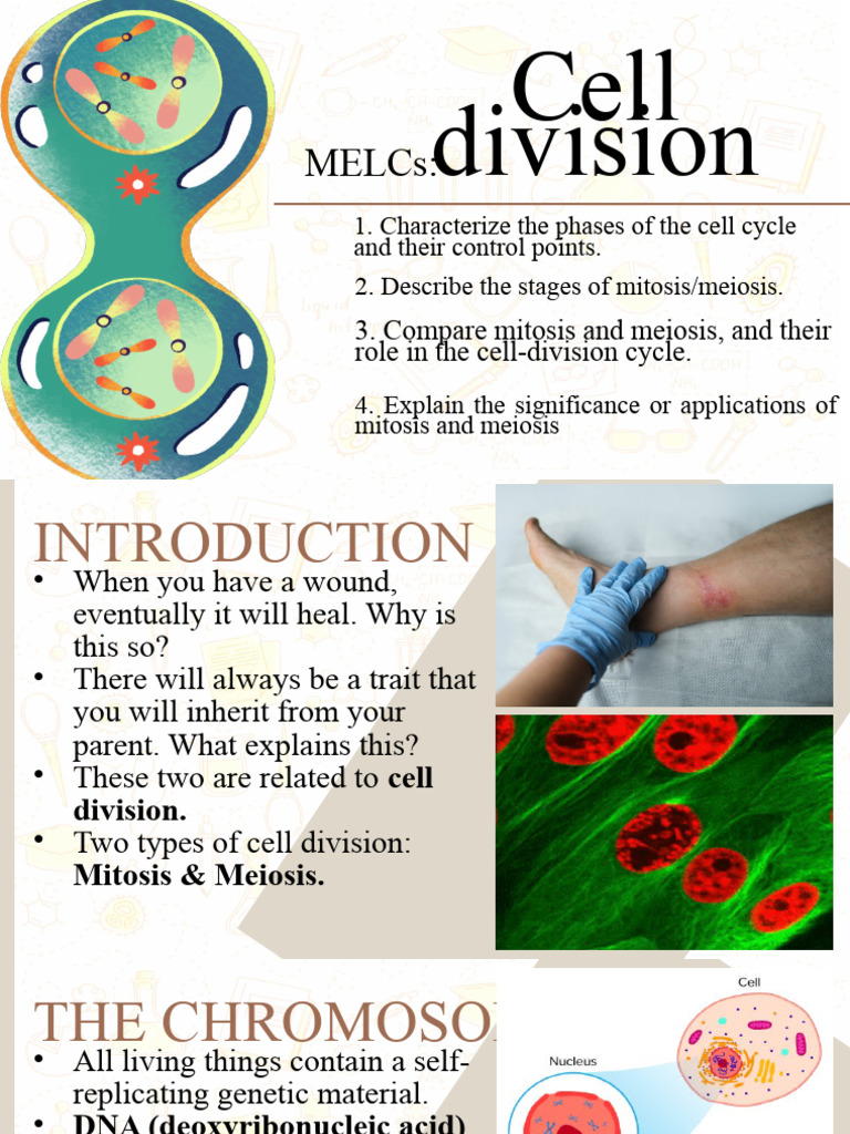 Cell Division - Week 3-4 | PDF | Meiosis | Mitosis
