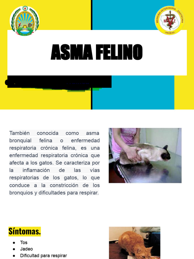 Asma Felino: Síntomas y Tratamiento | PDF | Asma | Enfermedades y ...