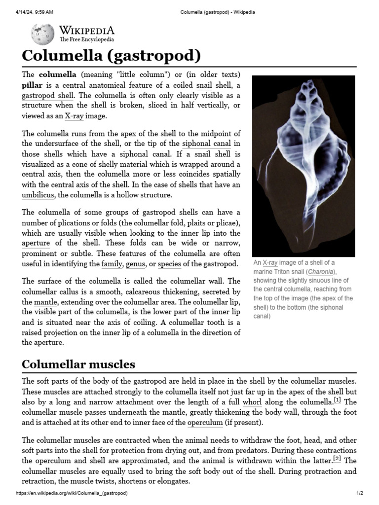 Columella (Gastropod) - Wikipedia | PDF | Molluscs | Skeletal System
