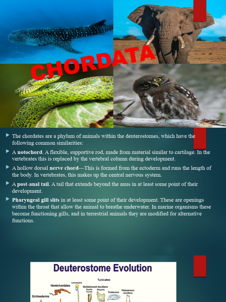 PPT - CHORDATA | PDF | Fish | Vertebrates
