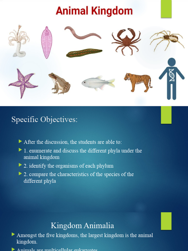 PPT - KINGDOM ANIMALIA | PDF | Nematode | Organisms