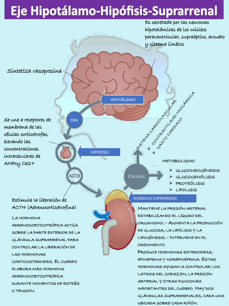 Hipotalamo | PDF | Glándula suprarrenal | Hipotálamo