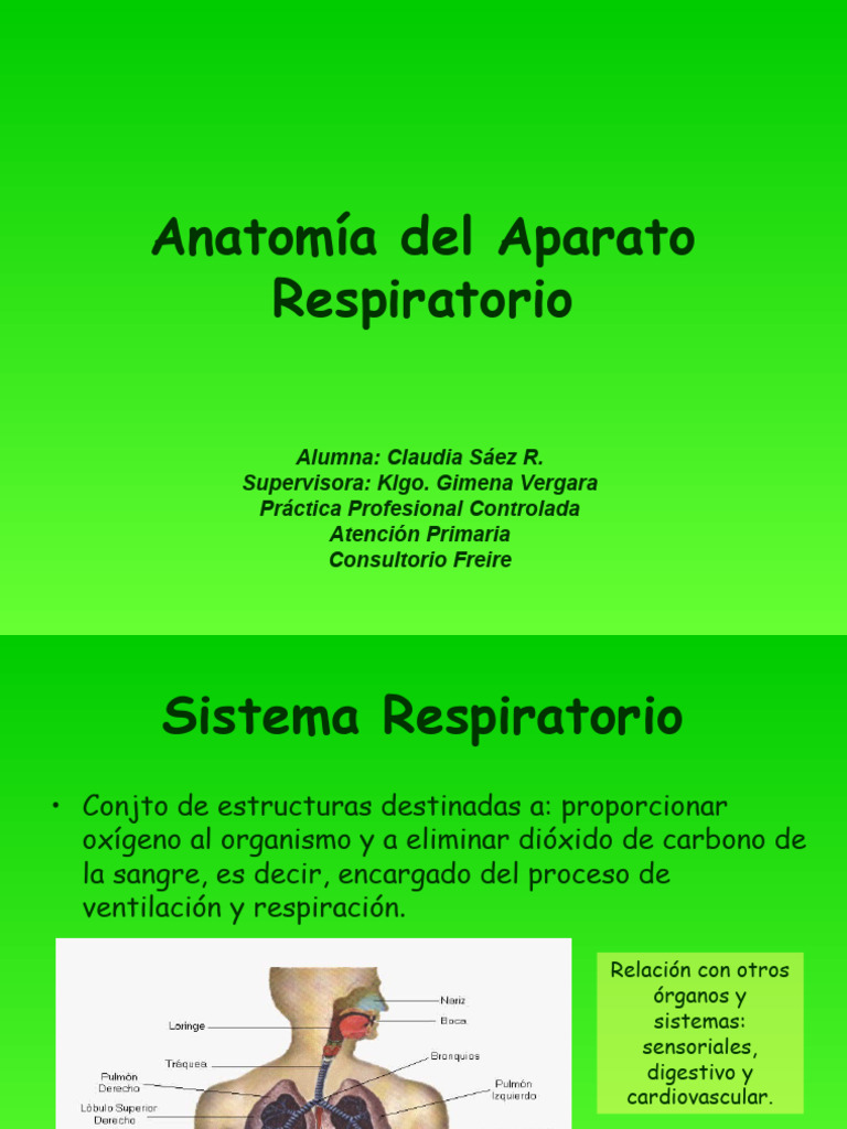 Anatomía Del Aparato Respiratorio | PDF | Nariz humana | Sistema respiratorio