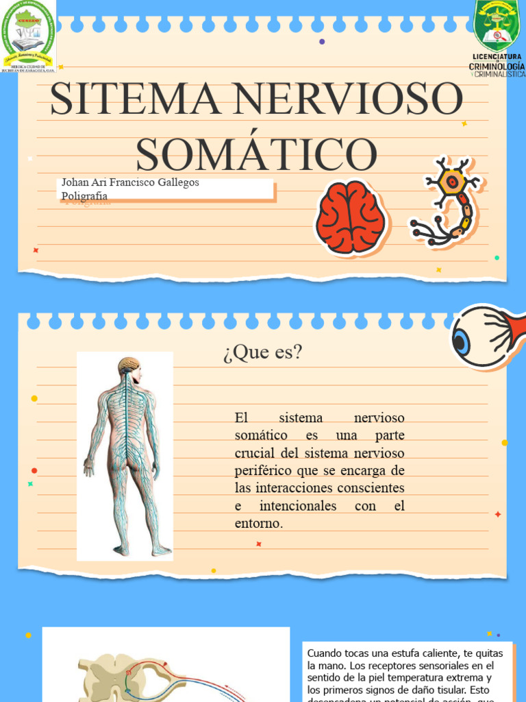SIstema Nervioso Somatico | PDF | Cerebro | Sistema nervioso