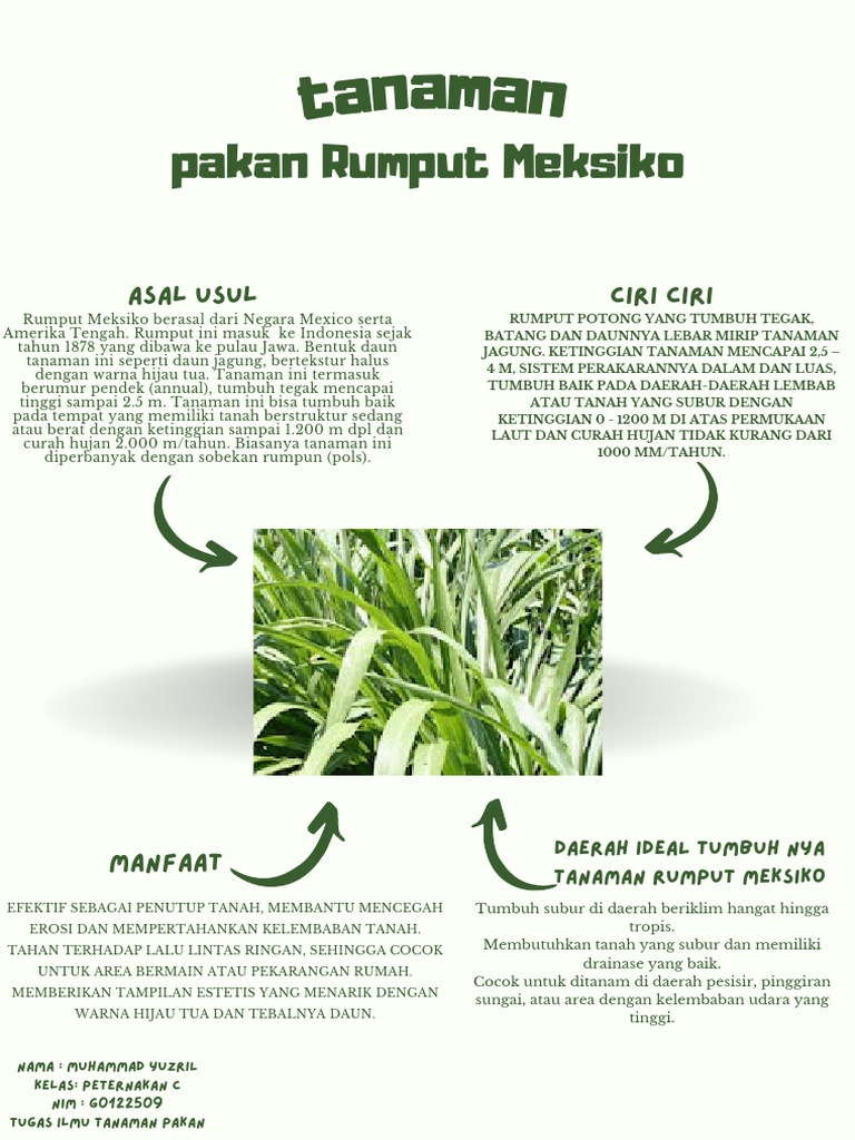 Ciri dan Manfaat Rumput Meksiko | PDF