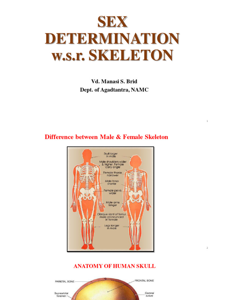 Sex Determination WSR Skeleton | PDF | Pelvis | Skeletal System