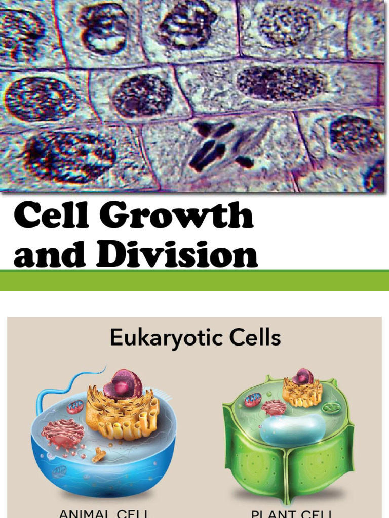 Florante at Laura Script | PDF | Cell (Biology) | Mitosis