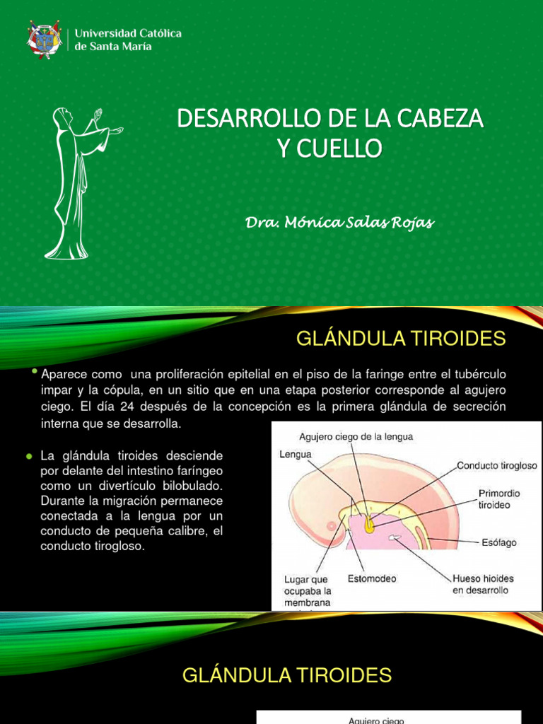 1.3. Desarrollo de La Cara y Glandulas Tiroides y Salivales | Descargar gratis PDF | Tiroides ...